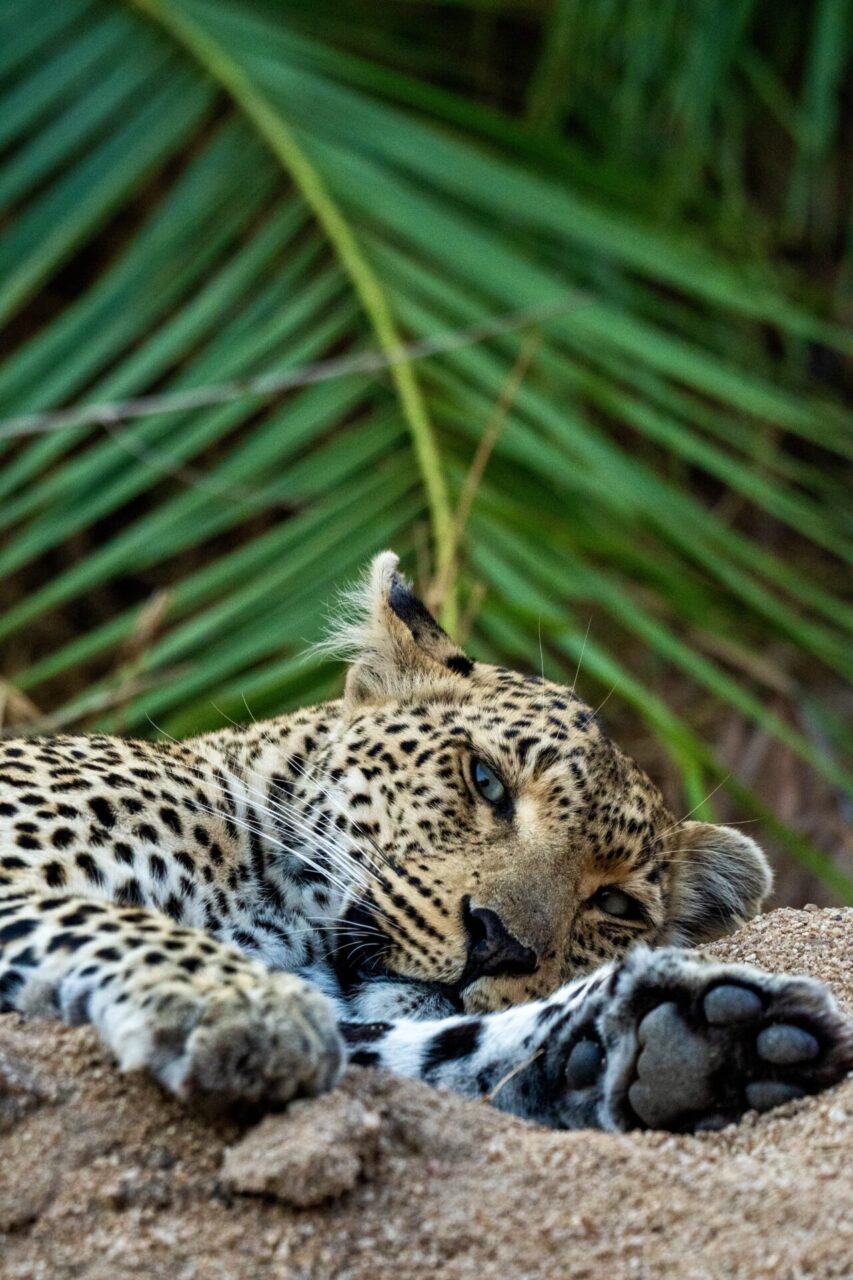 Weekly Big 5 Sightings 25 Aug-31 Aug 2025 - Big 5 Blog