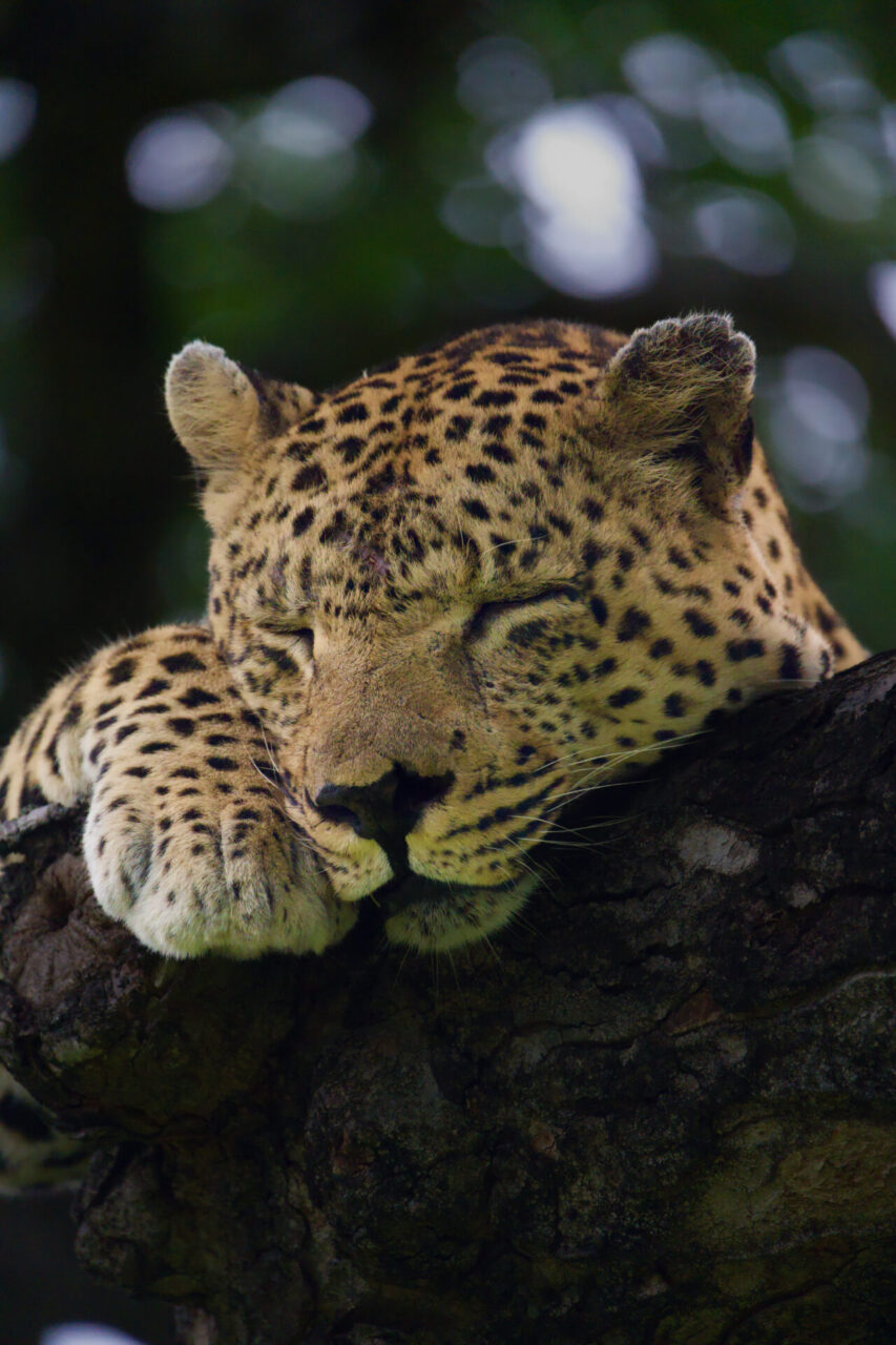 Weekly Big Five Sightings 19 - 25 Jan 2026 - Big 5 Blog